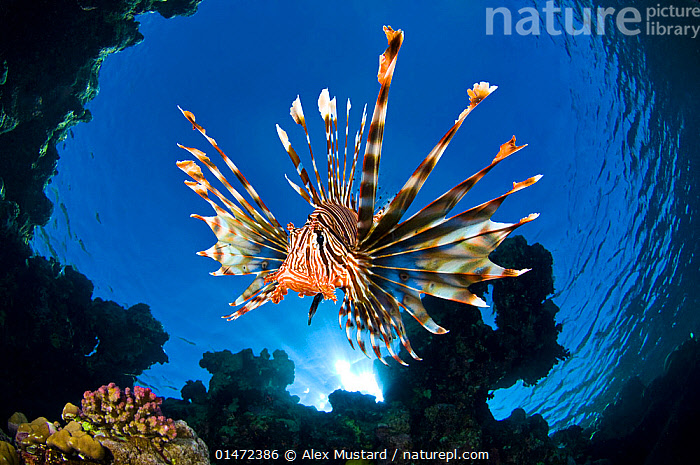 Stock photo of Female Lionfish (Pterois volitans) on coral reef ...