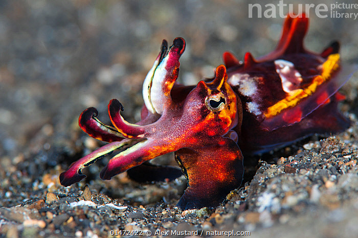 Stock photo of Flamboyant cuttlefish (Metasepia pfefferi) moving across ...