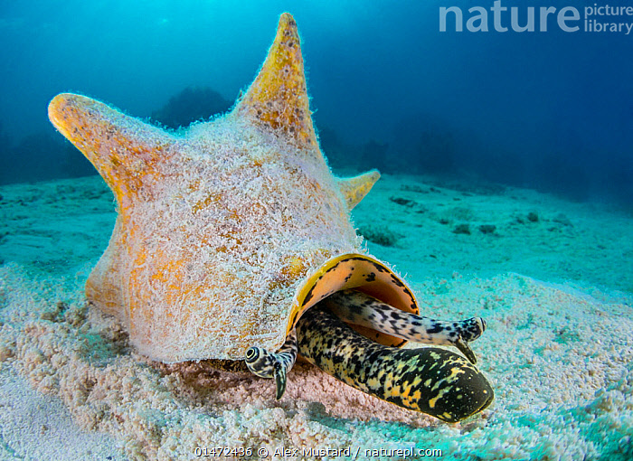 Stock photo of Queen conch (Strombus gigas) extending its proboscis and ...