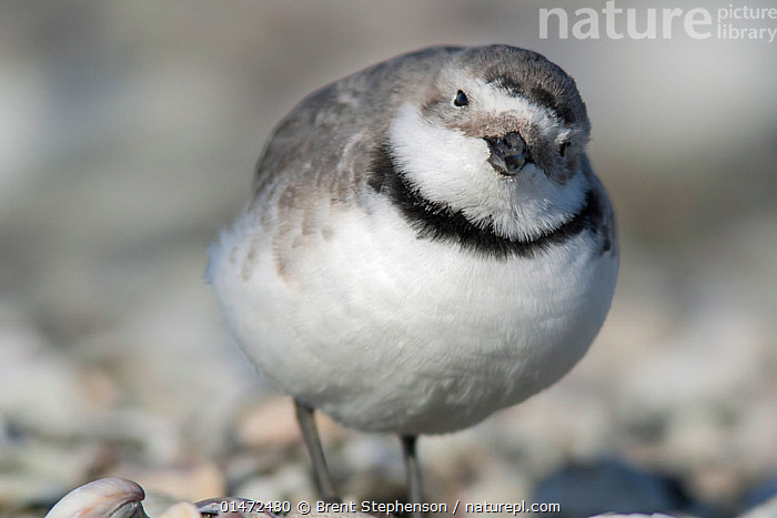 Stock photo of Adult male Wrybill (Anarhynchus frontalis) peering up ...