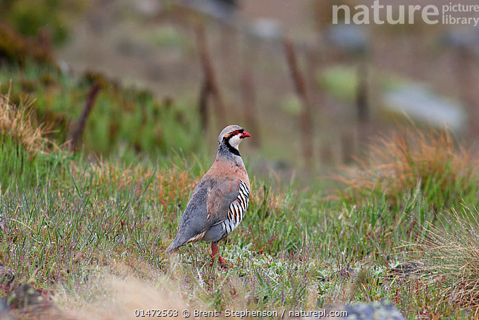 Stock photo of Adult Chukar (Alectoris chukar) on alert whilst standing ...