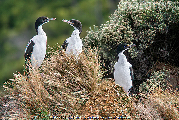 Stock photo of Two adult New Zealand king shags (Leucocarbo ...