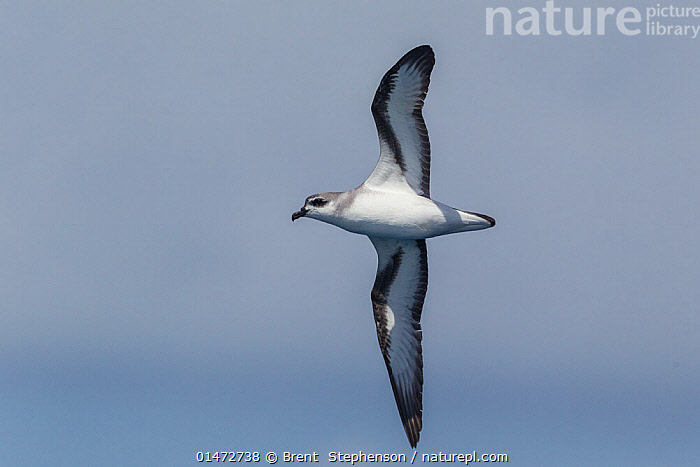 Stock photo of Black-winged petrel (Pterodroma nigripennis) in flight ...