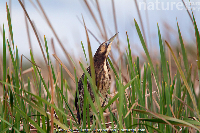 Stock photo of Immature Australasian bittern (Botaurus poiciloptilus ...