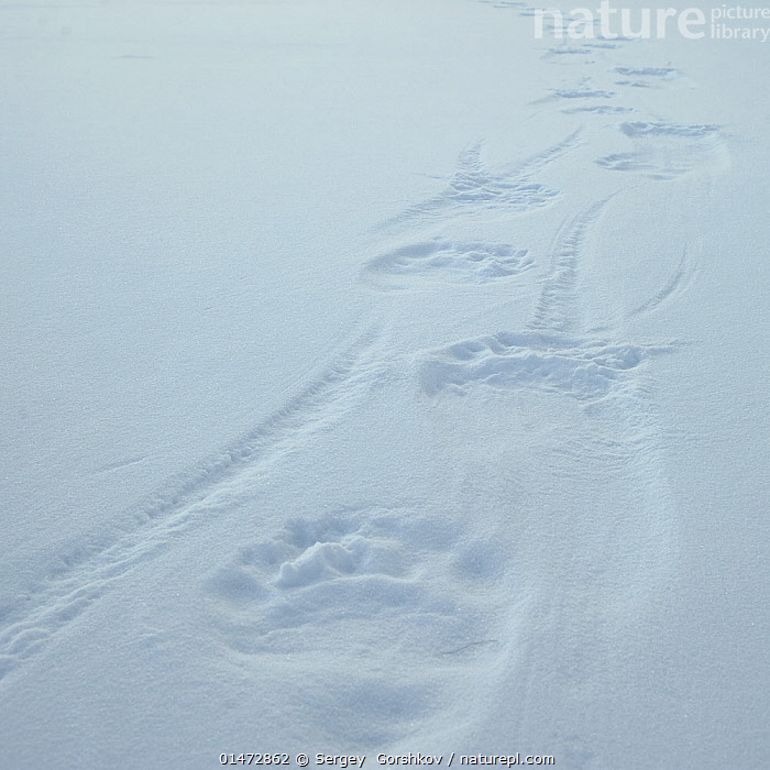 Stock photo of Polar bear (Ursus martimus) footprints in snow, Wrangel ...