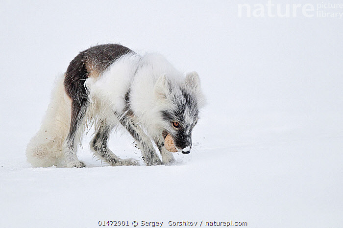 Stock photo of Arctic fox (Vulpes lagopus) with Snow goose egg in mouth ...