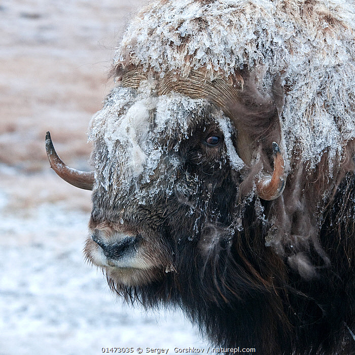 Stock photo of Musk ox (Ovibos moschatus) covered in snow, Wrangel ...