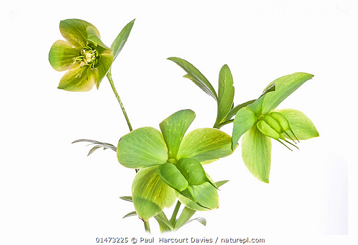Stock photo of Green Hellebore (Helleborus viridis) with seed capsules ...