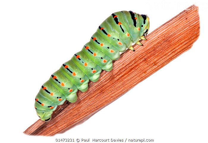 Stock photo of Larva of common swallowtail (Papilio machaon) almost ...