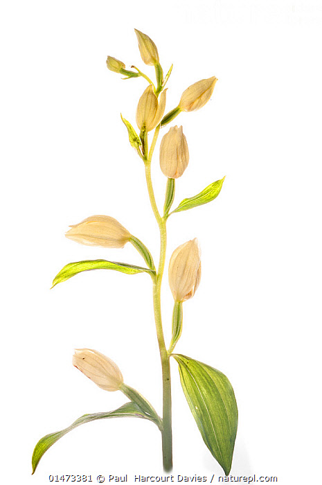 Stock photo of Large White Helleborine (Cephalanthera damasonium) in ...