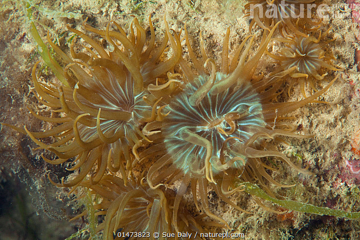 Stock photo of Trumpet anemone (Aiptasia mutabilis) Jersey, British ...