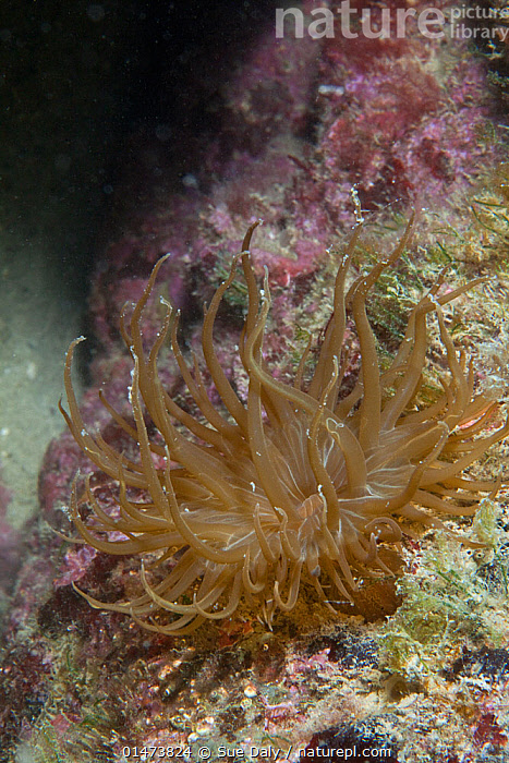 Stock photo of Trumpet anemone (Aiptasia mutabilis) Jersey, British ...
