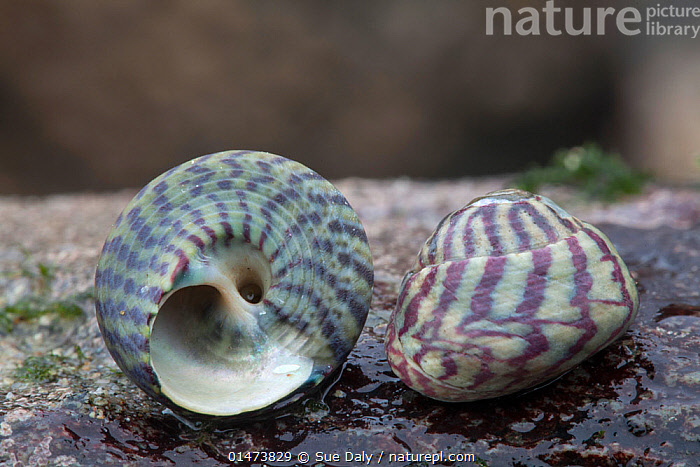 Stock photo of Purple Topshell (Gibbula umbilicalis) sea shells on ...