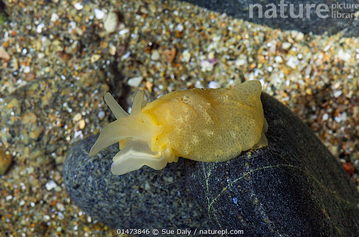 Stock photo of Yellow-plumed sea slug (Berthella plumula) Sark, British ...