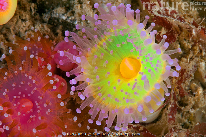 Stock photo of Jewel anemones (Corynactis viridis) Guillaumesse, Sark ...