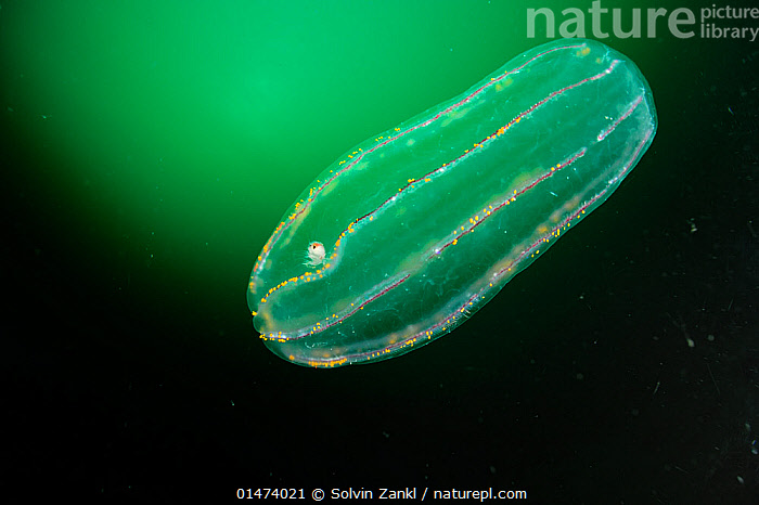 Stock photo of Amphipod (Amphipoda) riding on comb jelly (Hormiphora ...