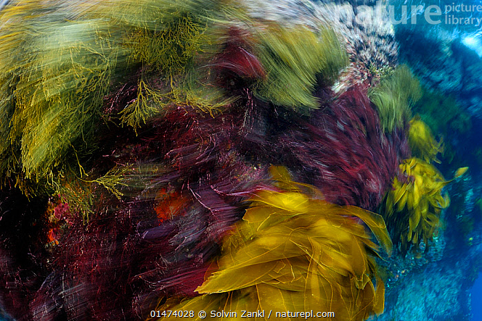 Stock photo of Strap kelp (Lessonia variegata) and red algae moving in ...