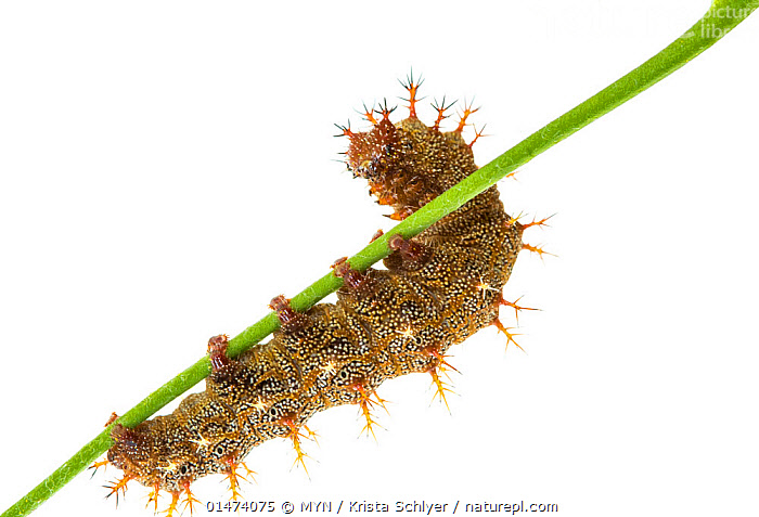 Stock photo of Question mark caterpillar (Polygonia interrogationis ...