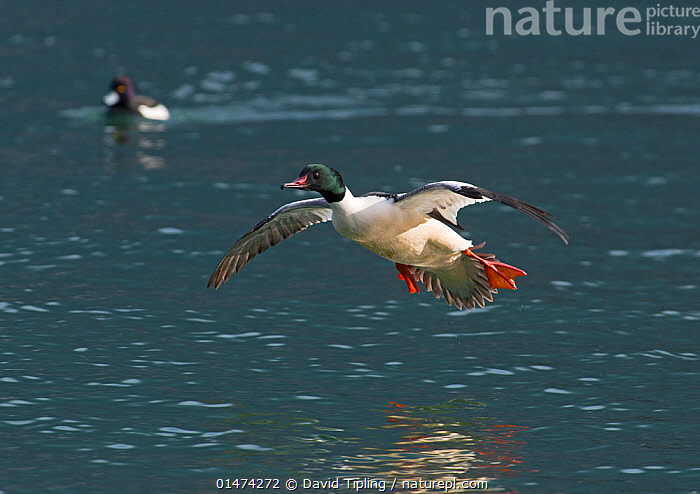 Stock photo of Goosander (Mergus merganser) male in flight, Lake Geneva ...