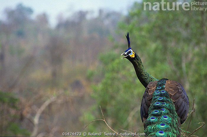 Stock photo of Male Green peafowl (Pavo muticus) rear view, captive ...