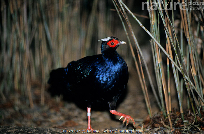 Stock photo of Edwards' pheasant (Lophura edwardsi) male, captive ...