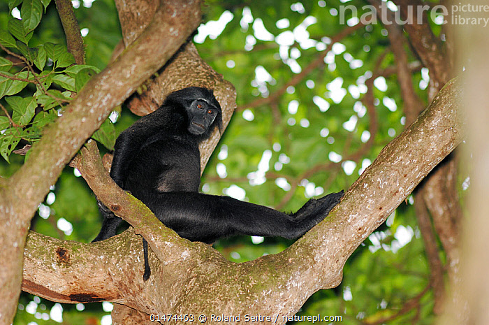 Stock photo of Siberut Island Pig-tailed Snub-nosed Monkey (Simias ...