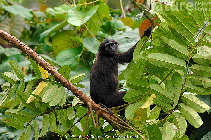 Stock photo of Siberut Island Pig-tailed Snub-nosed Monkey (Simias ...