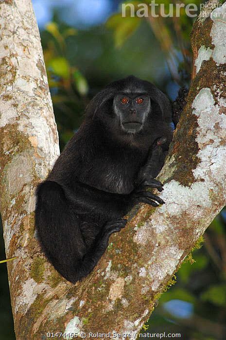 Stock photo of Siberut Island Pig-tailed Snub-nosed Monkey (Simias ...