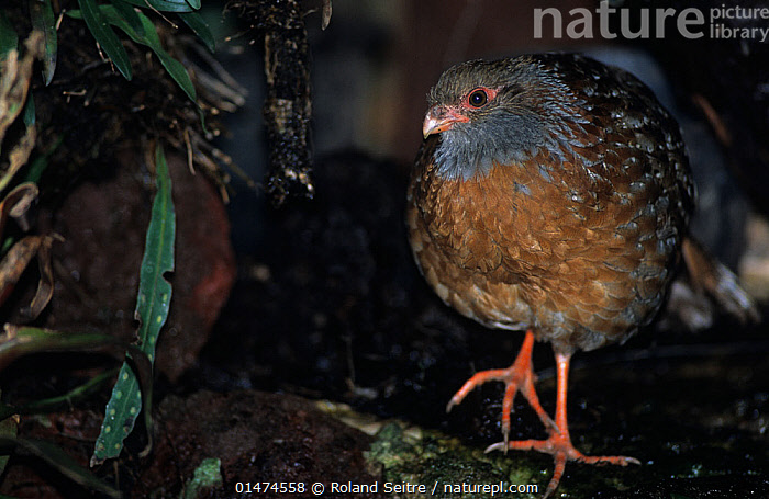 Stock photo of Bearded Wood-Partridge (Dendrortyx barbatus) captive ...