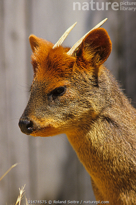 Stock photo of Southern pudu (Pudu puda) male with antlers, captive ...