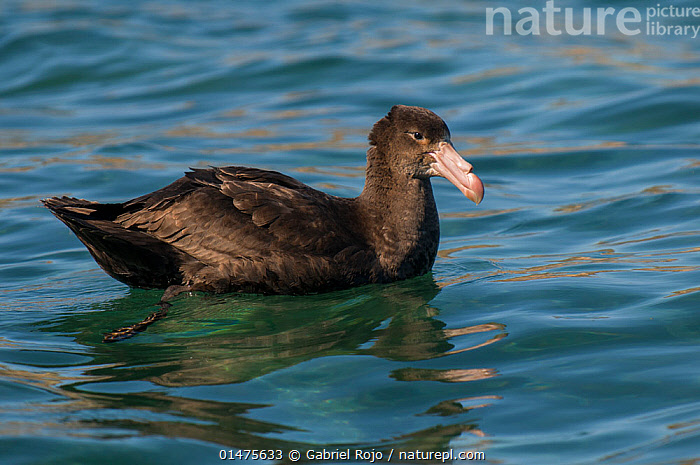 Stock photo of Giant petrel (Macronectes giganteus) swimming, Valdes ...