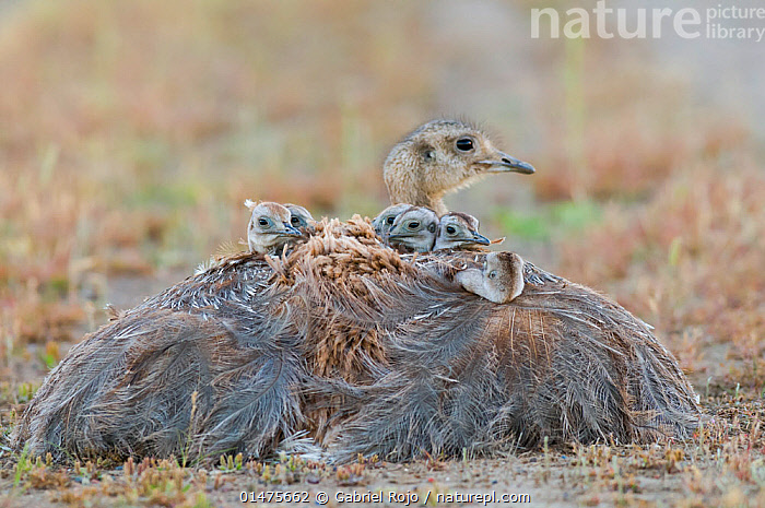Stock photo of Lesser rhea (Pterocnemia pennata) with chicks under ...