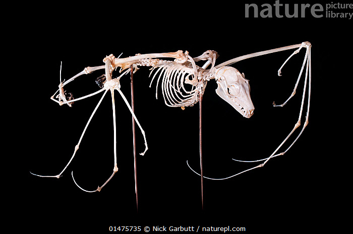 Stock photo of Skeleton of Straw-coloured fruit bat (Eidolon helvum). Kasanka Trust…. Available ...