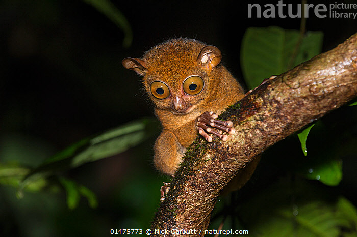 Stock photo of Adult Western / Horsfield's tarsier (Tarsius bancanus ...
