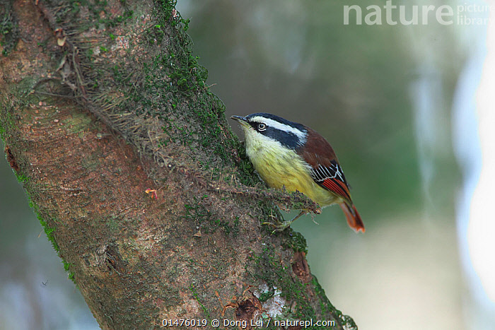 Stock photo of Red-tailed Minla (Minla ignotincta) on tree trunk ...