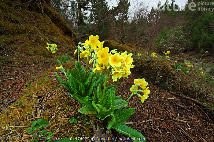 Stock photo of Primula (Primula strumosa) flowers, Makalu Mountain ...