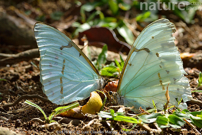 Stock photo of Athena Morpho butterfly (Morpho athena) feeding on juice ...
