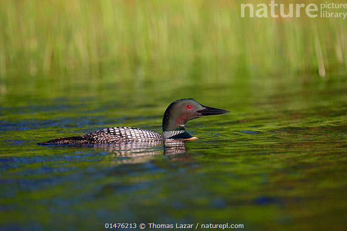 Stock photo of Common loon (Gavia immer) swimming, Turtle Flambeau ...