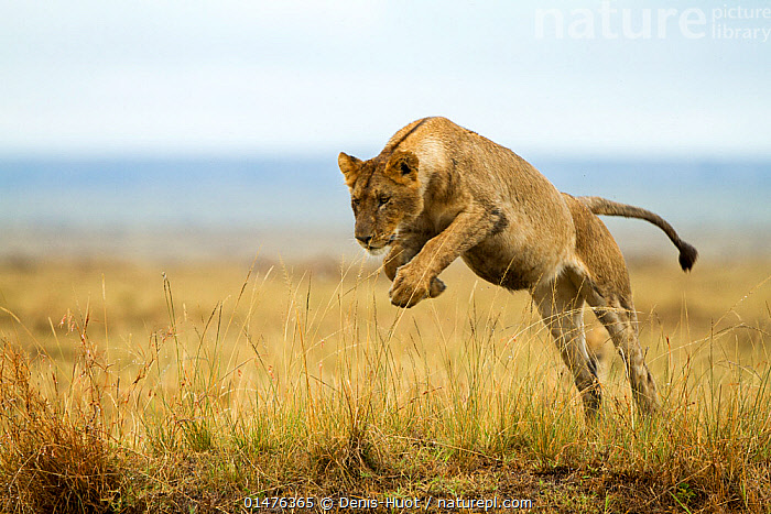 Female Lion Jumping