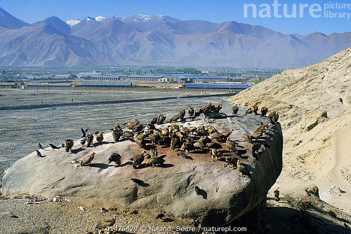 Stock photo of Himalayan griffon vulture (Gyps himalayensis) flock ...