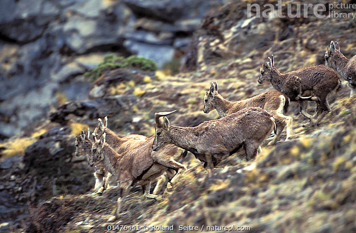 Stock photo of Bharal sheep flock (Pseudois nayaur) on mountainside ...