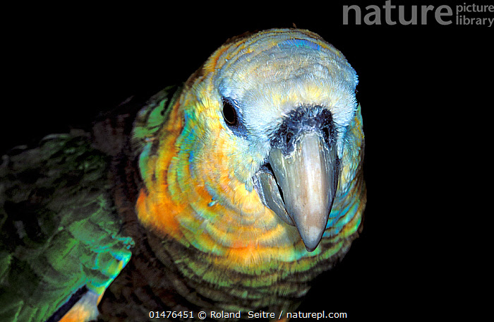 Stock photo of St Vincent amazon (Amazona guildingii) brown phase ...