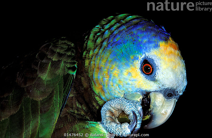 Stock photo of St Vincent amazon (Amazona guildingii) brown phase ...