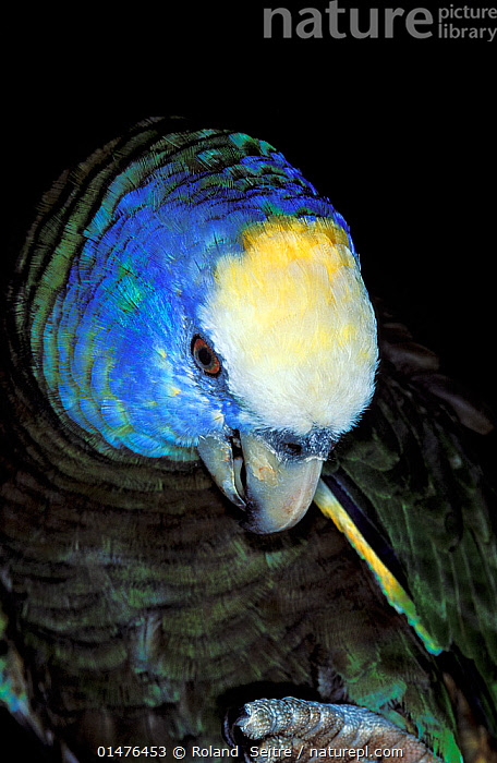 Stock photo of St Vincent amazon (Amazona guildingii) brown phase ...