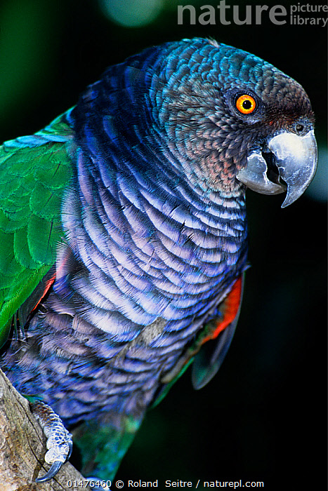 Stock photo of Imperial amazon (Amazona imperialis) captive, endemic to ...