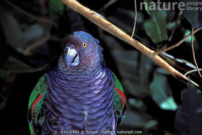 Stock photo of Imperial amazon (Amazona imperialis) captive, endemic to ...