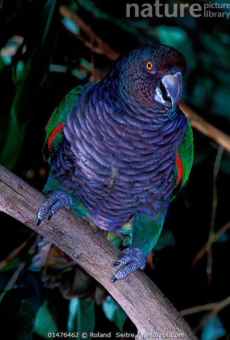 Stock photo of Imperial amazon (Amazona imperialis) captive, endemic to ...