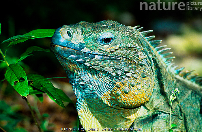 Stock photo of Grand Cayman Blue Iguana (Cyclura lewisi) reintroduced ...