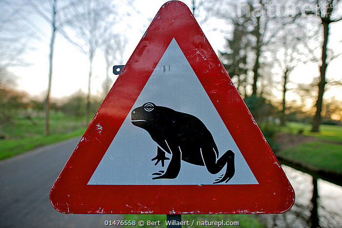 Stock photo of Road sign warning drivers of frogs and toads crossing ...