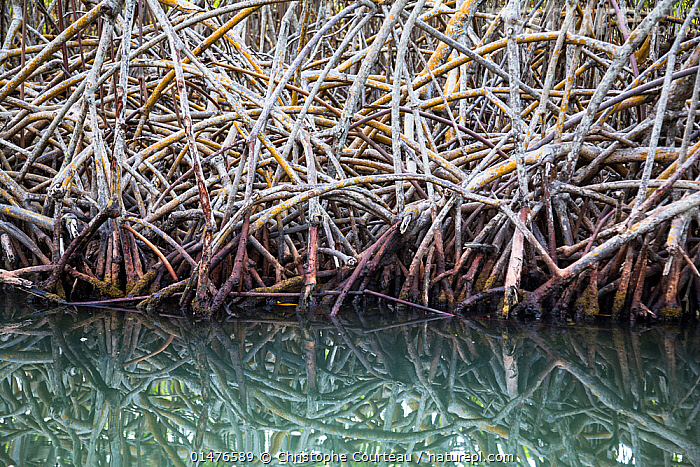Stock photo of Aerial roots of Red mangrove (Rhizophora mangle ...